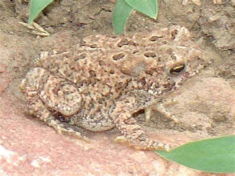 Camo Toad Photograph