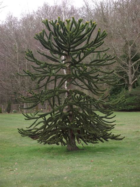 Monkey Puzzle Tree Garden Design Garden Monkey Puzzle Tree