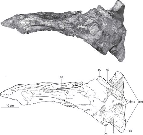 Photograph And Interpretive Drawing Of The Skull Of Kelenken Guillermoi