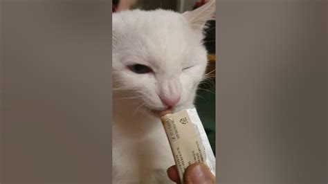 윙크하게 만드는 맛 새벽이 고양이애교 고양이일상 고양이영상 고양이먹방 츄르먹방 고양이츄르 참치맛츄르 츄르 고양이 윙크 귀여워서미안 심쿵영상 심쿵