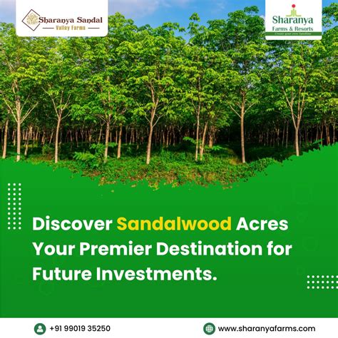 Essential Tips For Sandalwood Tree Cultivation Sharanyafarms