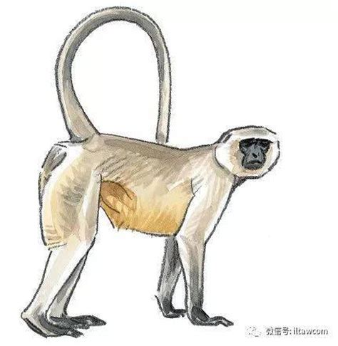 灵长类百科全书 世界顶尖灵长类专家联手巨献