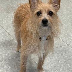 Adoptable Dogs Buddydog