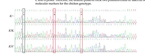 The Part Of The Sequencing Peak Of Lf By Sanger Sequencing With R Download Scientific Diagram