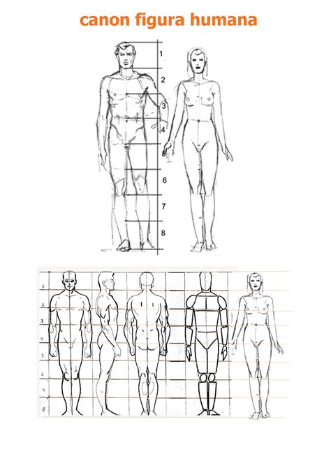 Los Canones De La Figura Humana Bocetos Del Cuerpo Humano My Xxx Hot Girl