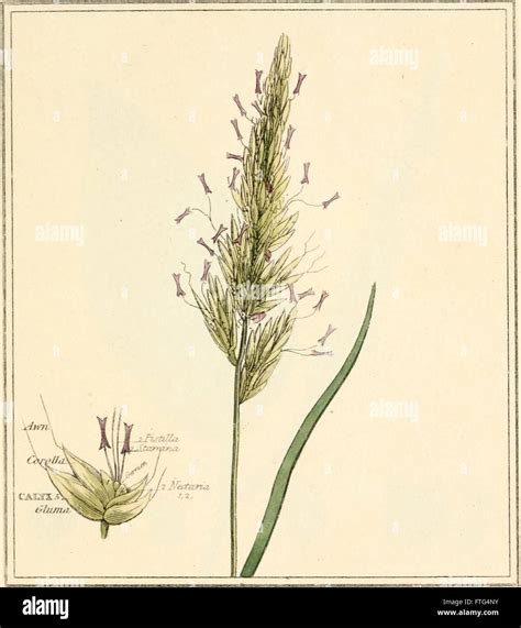 This 1812 Work Presents Linnaeuss System Of Botany Offering Examples To Illustrate The