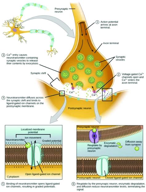 A Simplified Illustration Of The Synapse Magnitude Of Interaction Is Download Scientific