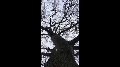 Tulip Tree Canopy January 2019