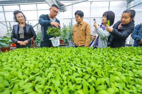 “阳台菜园”成为 都市农业新风尚