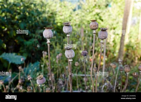 Poppy Seed Heads In Summer With A Shallow Depth Of Field Dry Poppy
