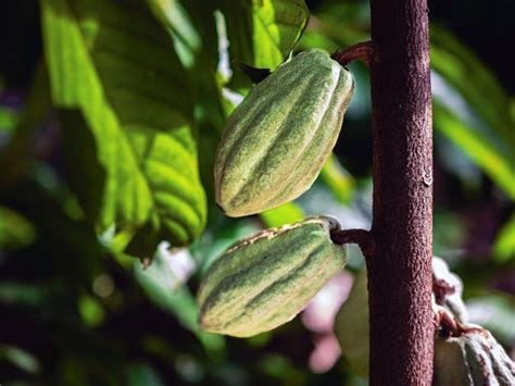 Premium Photo Green Cocoa Pods Grow On Trees The Cocoa Tree Theobroma