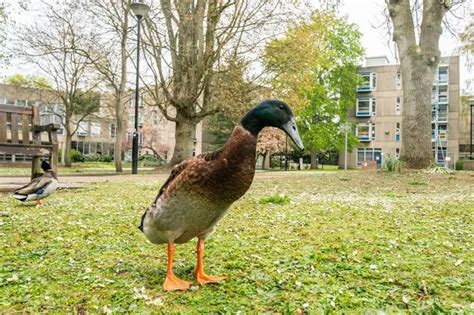 Tall Duck Long Boi Cemented In York Folklore As Statue Unveiled