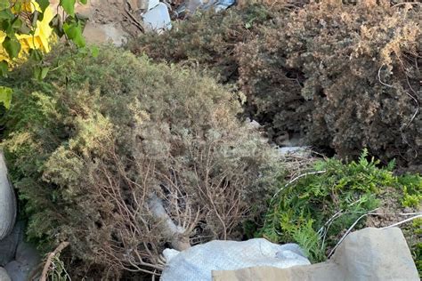 Cientos De Pinos Se Tiraron En Coatza Por Bajas Ventas Y Mal Clima E