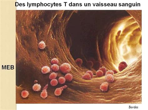 Leçon 4 Les Défenses De Lorganisme Cours De Svt En Ligne Niveau