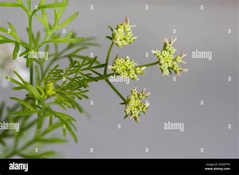 Coriander Coriandrum Sativum Also Called Cilantro Or Chinese Parsley