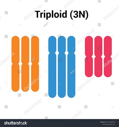 Triploid 3n Types Polyploidy Stock Vector Royalty Free 2125622342 Shutterstock