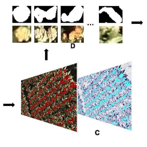 The Work Flow Of The Proposed Method Of Detecting And Counting