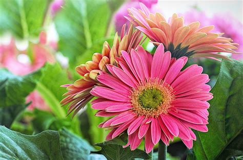 Gerbera Fond d écran HD Arrière Plan 1920x1270 ID 923068