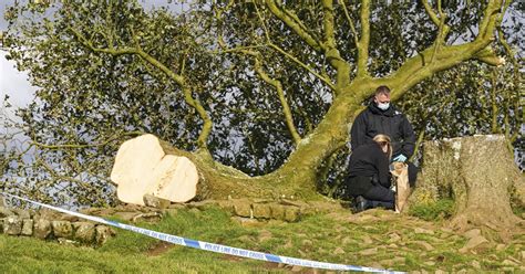 Requiem For A Tree Boy 16 Arrested After Felling Of Famous Sycamore