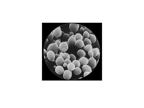 Evolutionary Self Organization In Molecular Networks Ppt