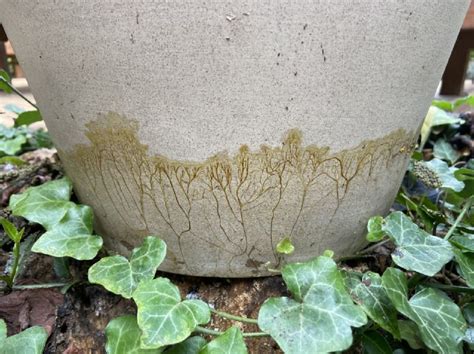 Physarum Physaraceae Image 50994 At