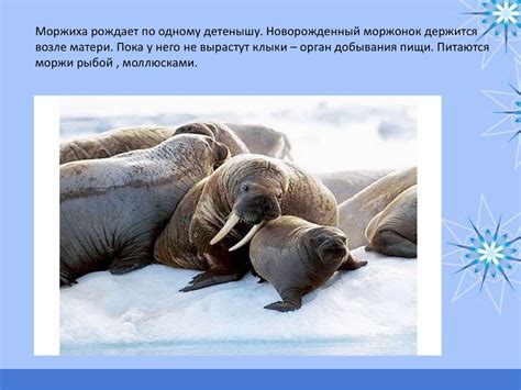 Животные крайнего Севера Северный Ледовитый океан презентация онлайн
