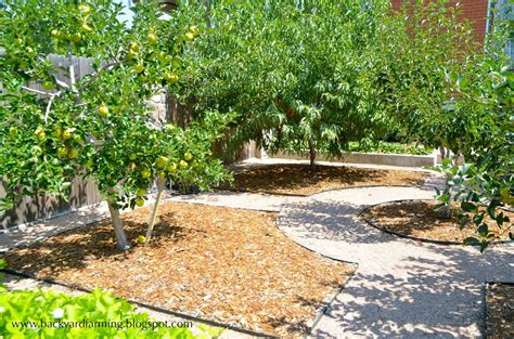 Fruit Trees In Small Backyard At Michelle Mulkey Blog
