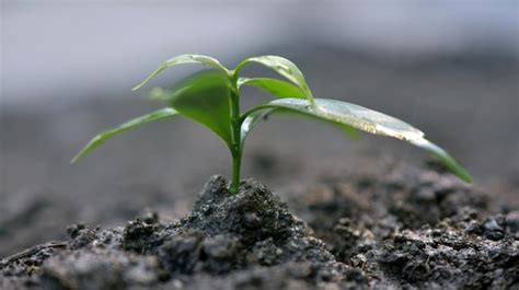 Premium Photo Close Up Of Small Plant