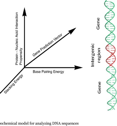 Physicochemical Model For Analyzing Dna Sequences Download Scientific
