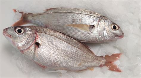 Pageot Acarne 500 Gr 1 Kg Pièce Viviers Daudierne