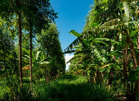 De “pantanal” Para As Fazendas O Que é A Agrofloresta
