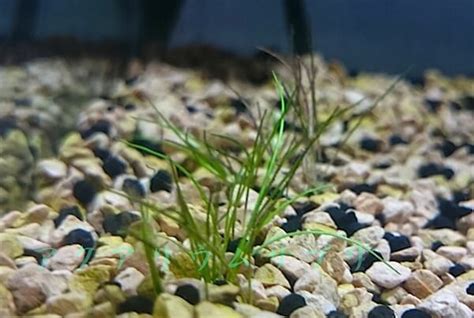 水草水槽に発酵式co2添加装置をペットボトルで自作する作り方〜アクアリウムサプリ