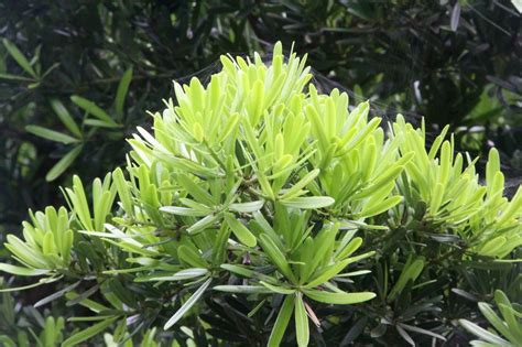 榮樹學堂 蘭嶼羅漢松是庭園裡的常客