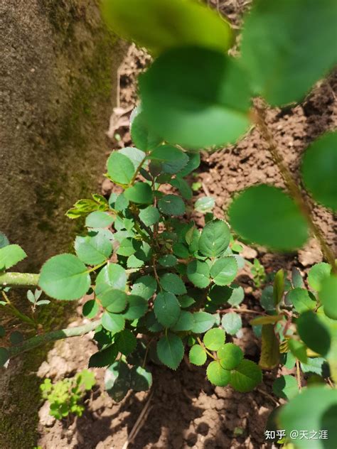 雪柳开花了 知乎