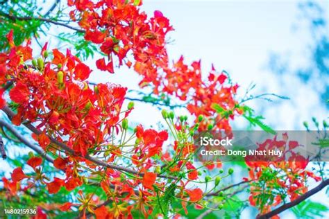 여름 Poinciana 피닉스는 열대 지방 또는 아열대 지방에 사는 꽃 피는 식물 종입니다 붉은 불꽃 나무 꽃 로얄 포인시아나