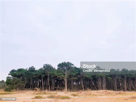 Hutan Pohon Pinus Kecil Foto Stok Unduh Gambar Sekarang Di Tepi