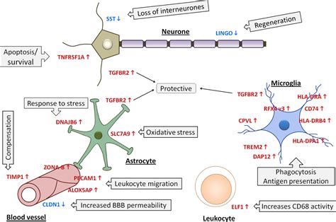Multiple Sclerosis Research Inflammatory Genes In Neurodegeneration