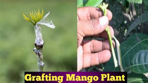 How To Do Grafting Of Mango Plant YouTube