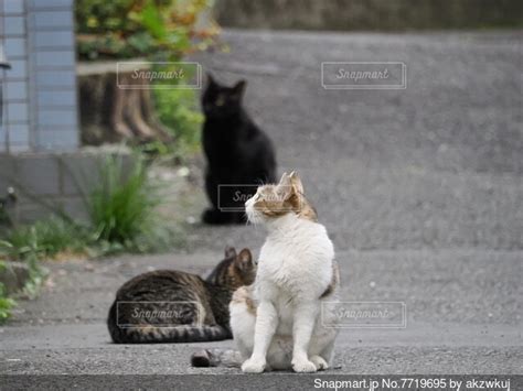 体を掻く猫の写真・画像素材 7719695 Snapmart（スナップマート）