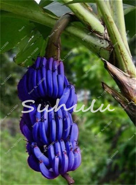 Dwarf Banana Tree Seeds 50 Pcs 95 Germination Free Shipping Worldwide