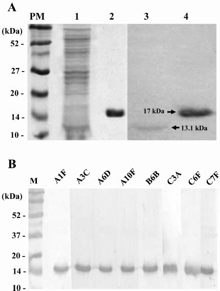 Sds Page And Western Blotting Results A Lane 1 And 2 Show A N