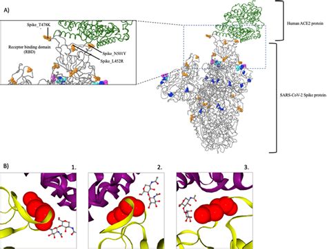 Structural Visualization Of The Sars Cov 2 Spike Glycoprotein In
