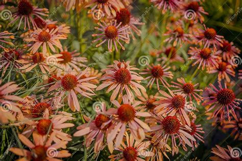 A Vibrant Growing Patch Of Echinacea Purpurea Also Known As Purple