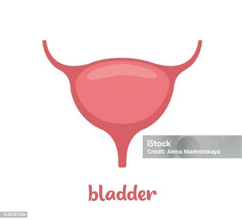 인간의 방광 인체의 내부 기관 해부학 방광 아이콘입니다 흰색 배경에 격리된 벡터 플랫 아이콘 그림입니다 다이어그램에 대한 스톡 벡터 아트 및 기타 이미지 Istock