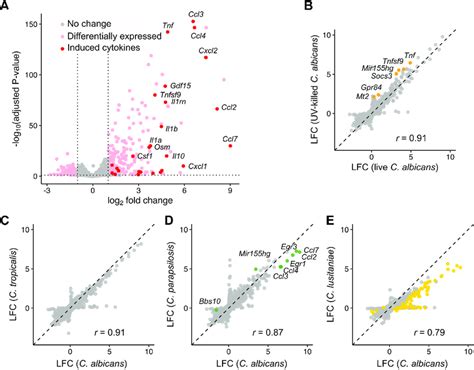 Different Candida Species Elicit Similar Proinflammatory Responses In