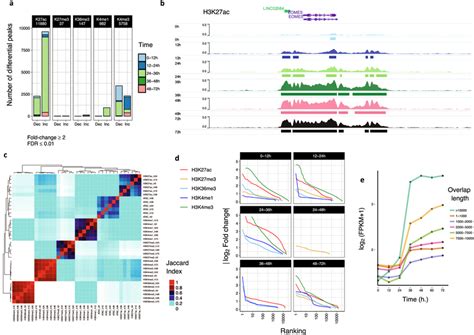 Histone Modification Dynamics During Differentiation Of Eg1 Download Scientific Diagram