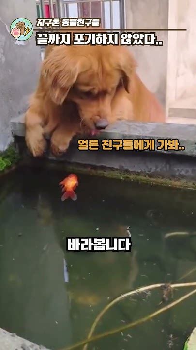 리트리버가 천사견으로 불리는 이유😥 Youtube