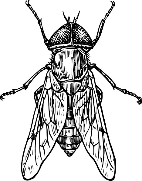 Gadfly Insect Clip Art At Vector Clip Art Online Royalty