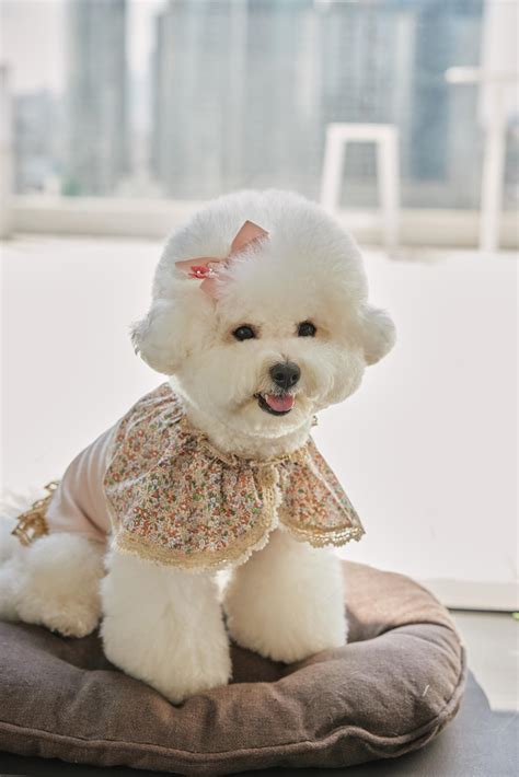 리틀 프린세스 탑 3color 디자인포도그