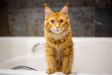 Orange Maine Coon Cat Breed Info Pictures Traits And More Catster